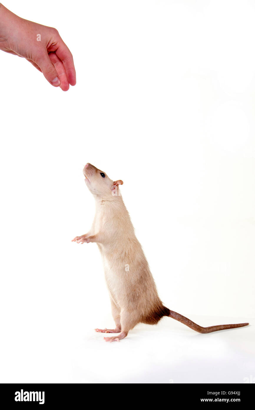 Domestic Rat, male Stock Photo - Alamy