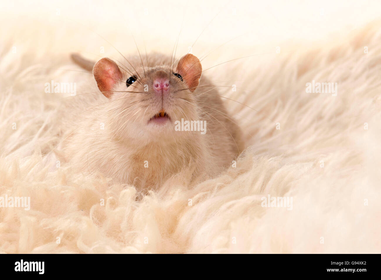 Domestic Rat, male Stock Photo - Alamy