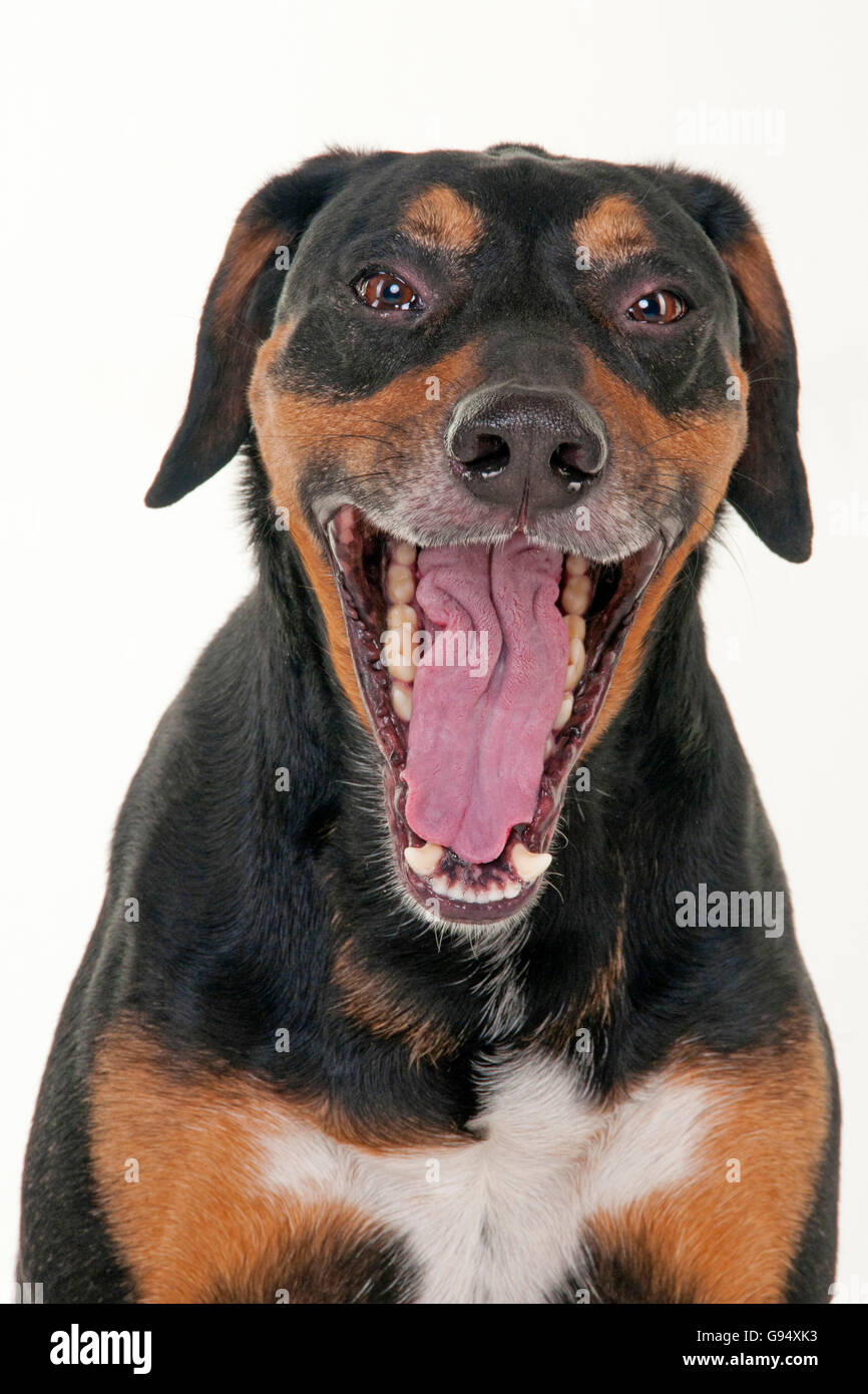 Mixed Breed Dog, male Stock Photo - Alamy