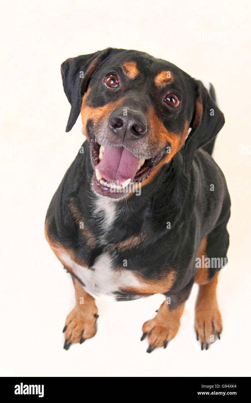 Mixed Breed Dog, male Stock Photo - Alamy