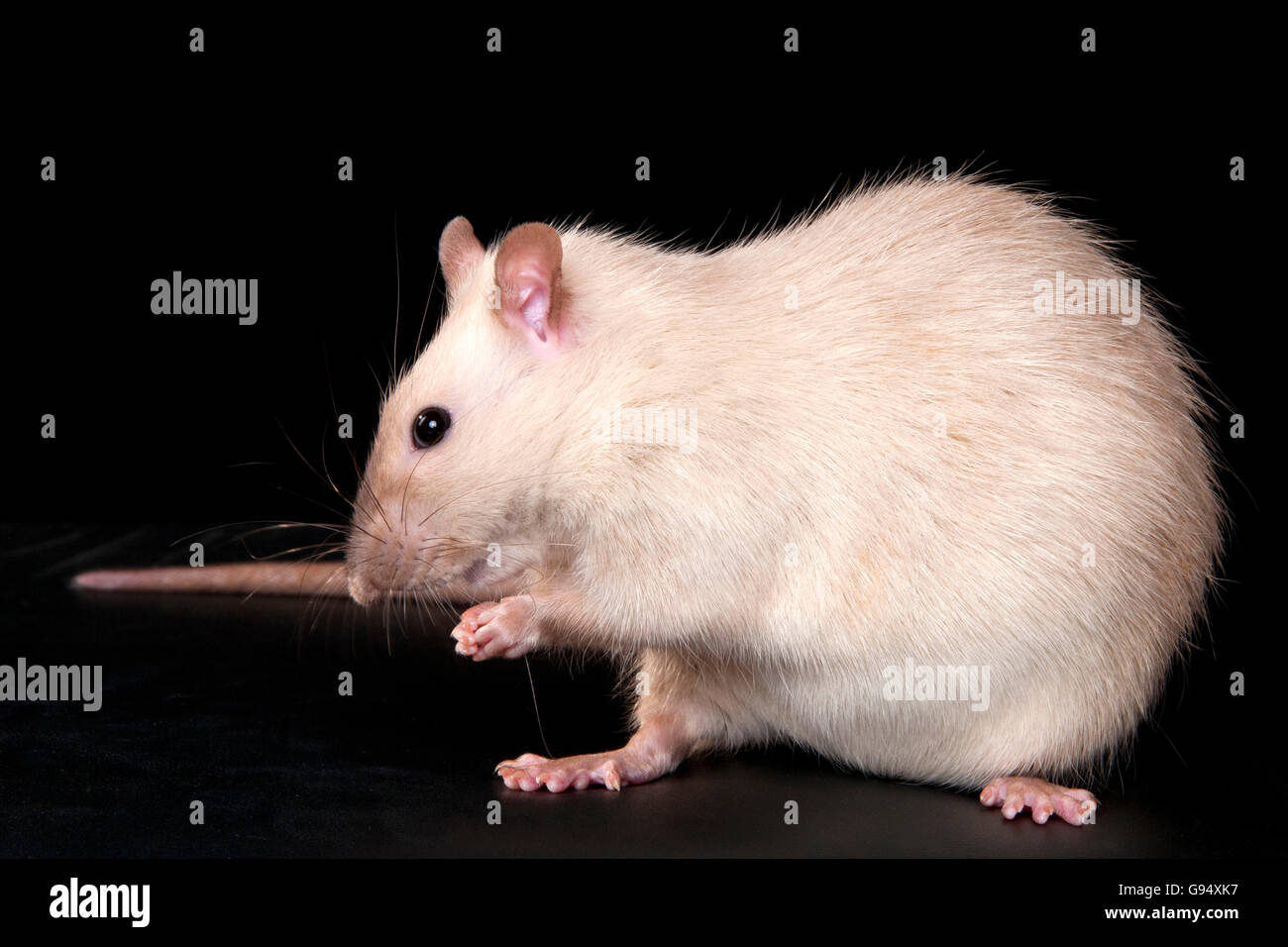 Domestic Rat, male Stock Photo - Alamy
