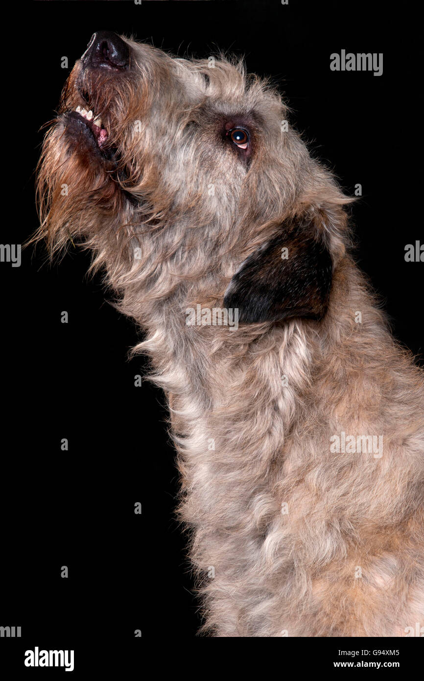Irish Wolfhound, male Stock Photo - Alamy