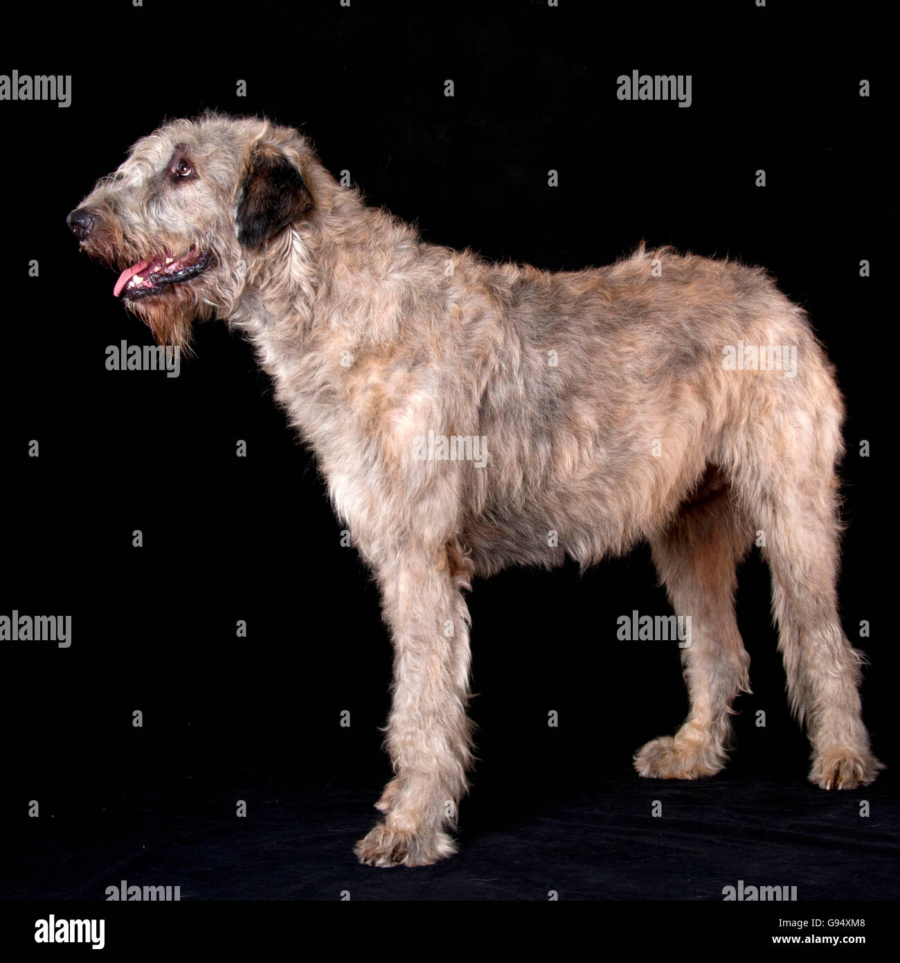 Irish Wolfhound, male Stock Photo - Alamy