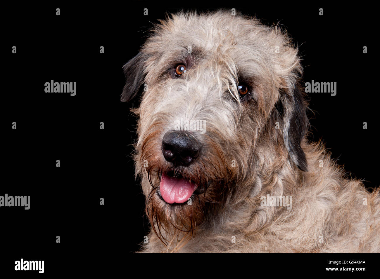 Irish Wolfhound, male Stock Photo - Alamy