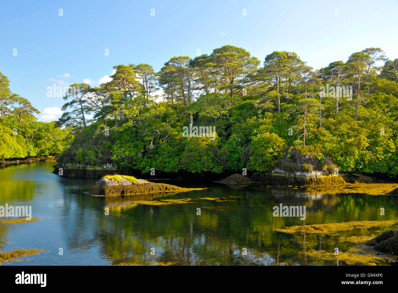 Coast, Glengarriff, Bantry Bay, Beara Peninsula, County Cork, Ireland ...