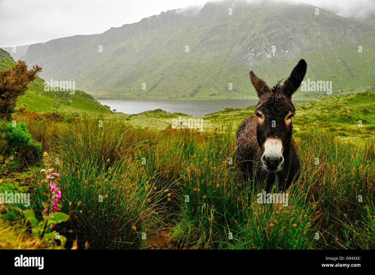 Domestic Donkey, Lough Annascaul, Annascaul, Dingle Peninsula, County ...
