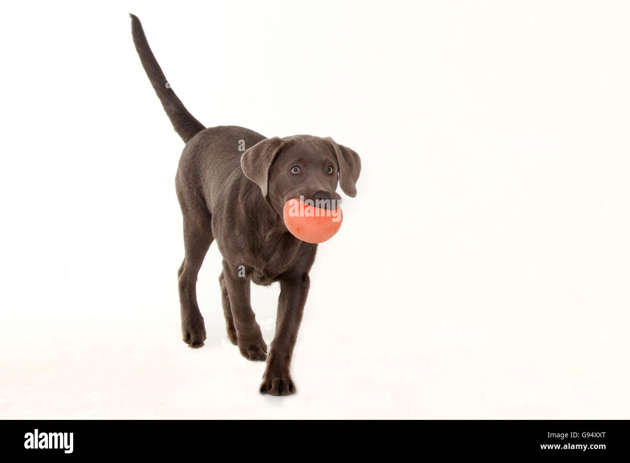 Labrador Carrying Toy High Resolution Stock Photography and Images - Alamy