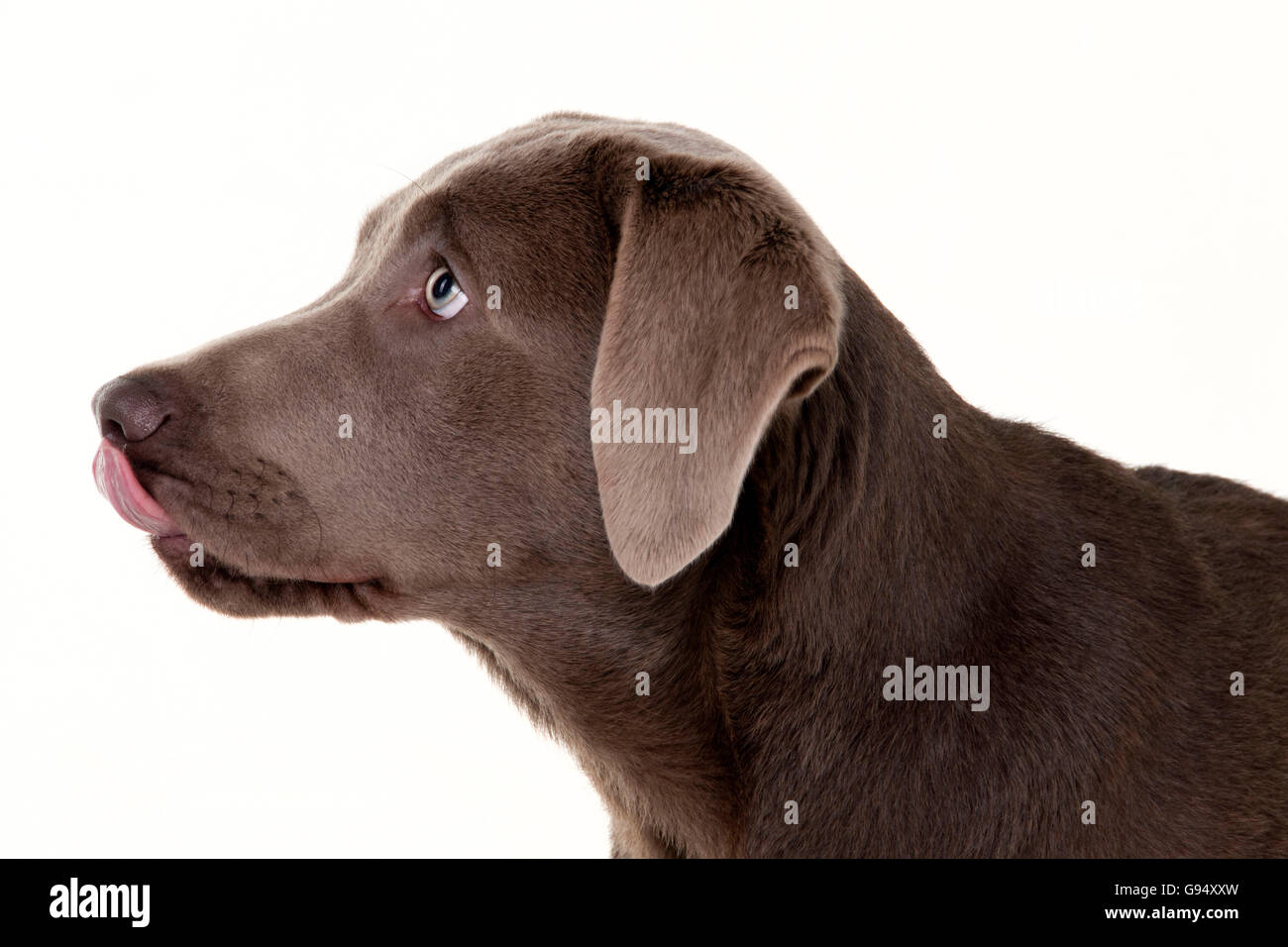 Silver labrador retriever hi-res stock photography and images - Alamy