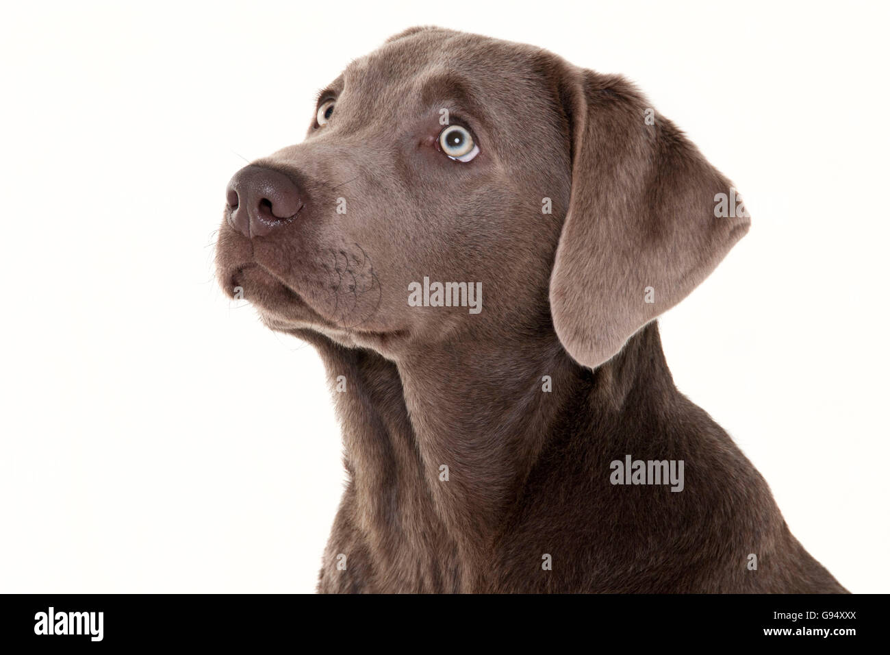 Male labrador retriever hi-res stock photography and images - Alamy