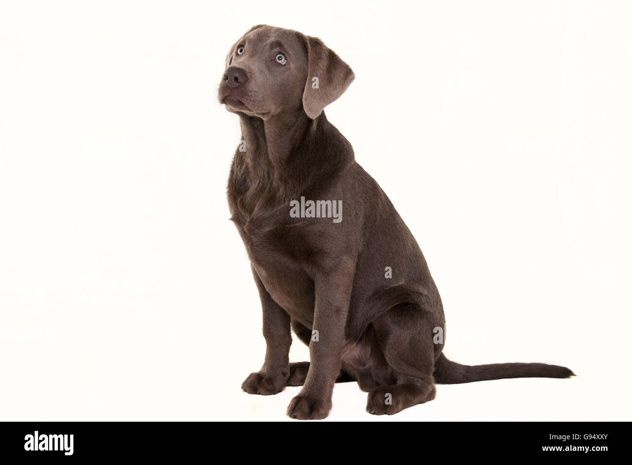Silver labrador retriever hi-res stock photography and images - Alamy