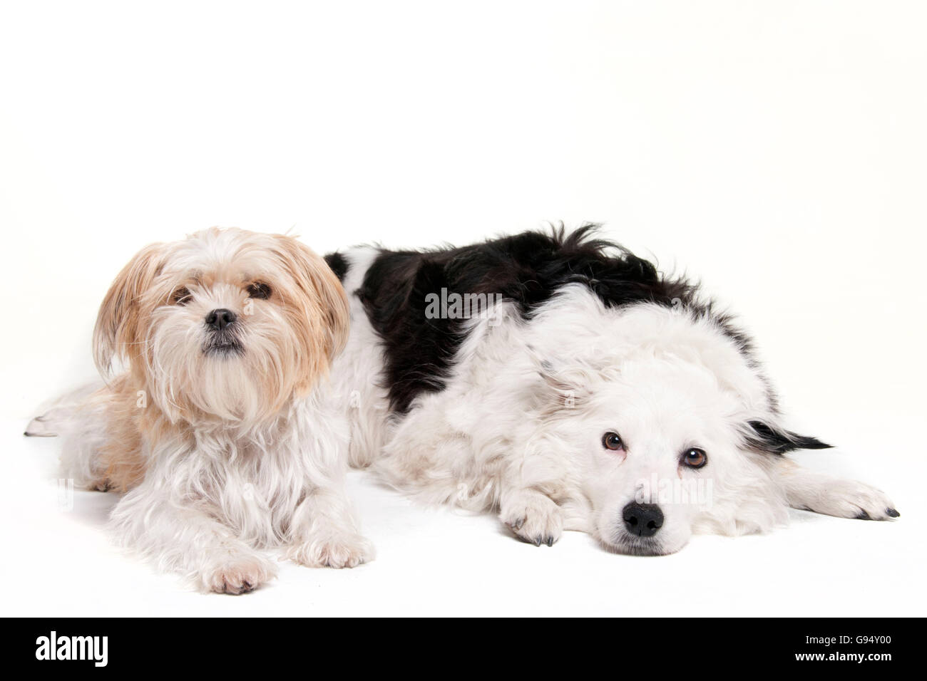 Mixed breed dog isolated hi-res stock photography and images - Alamy