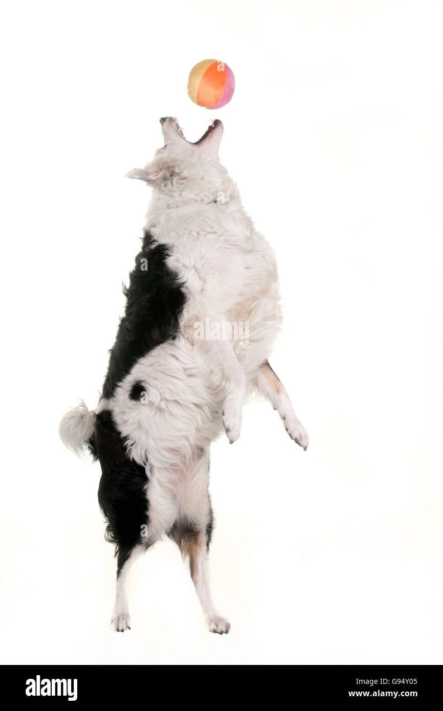 Mixed Breed Dog / toy Stock Photo - Alamy
