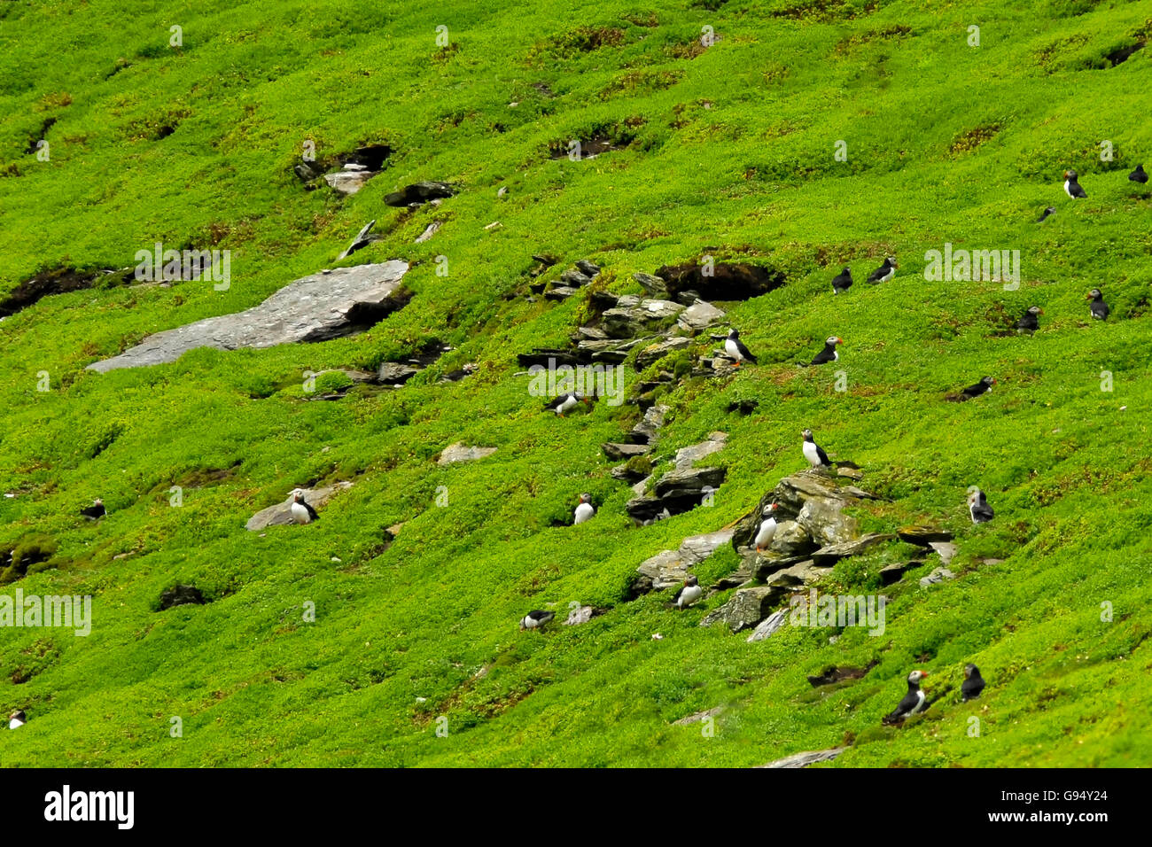 Puffin Colony High Resolution Stock Photography and Images - Alamy