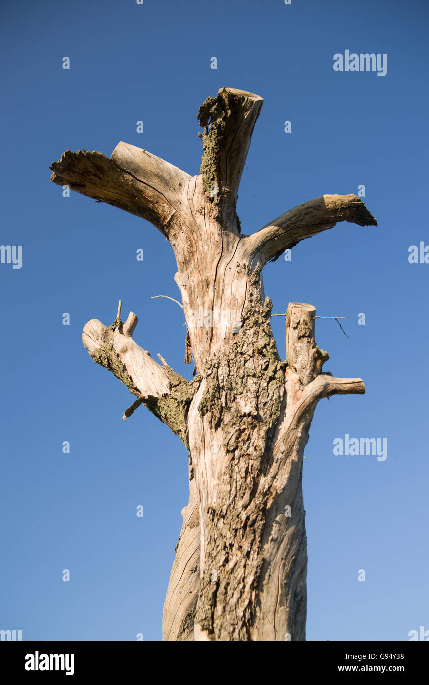 The trunk of dead tree on blue sky background Stock Photo - Alamy