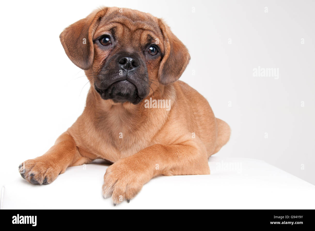 Mixed Breed Dog, puppy, 5 months, bitch / Puggle, F2 generation Stock ...