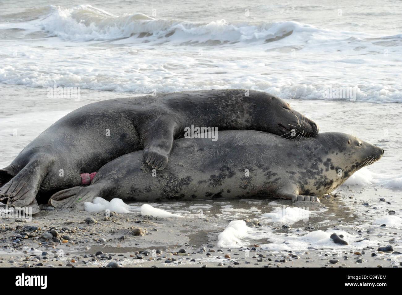 Mating seal hi-res stock photography and images - Alamy