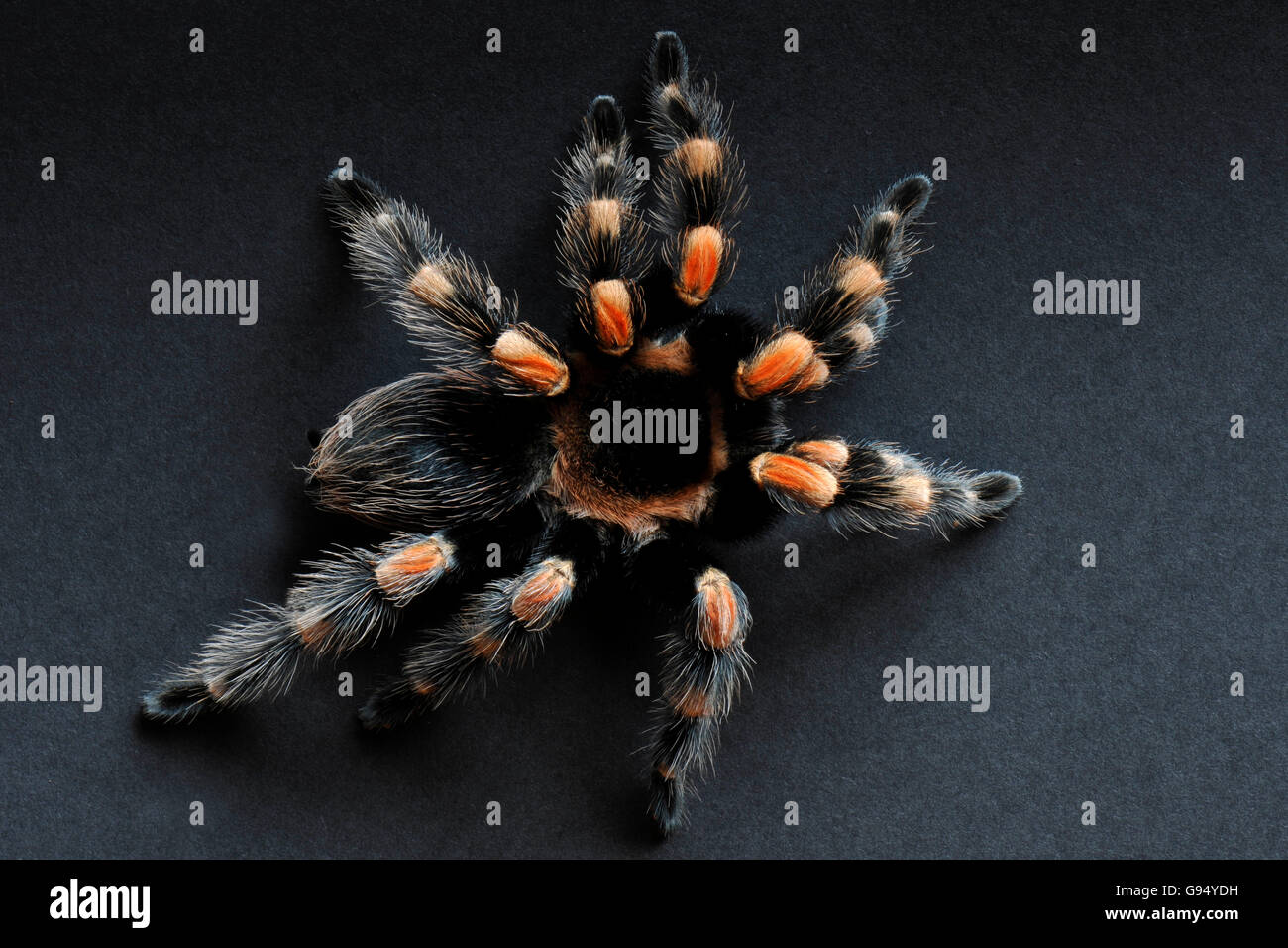 Red Kneed Tarantula High Resolution Stock Photography and Images - Alamy
