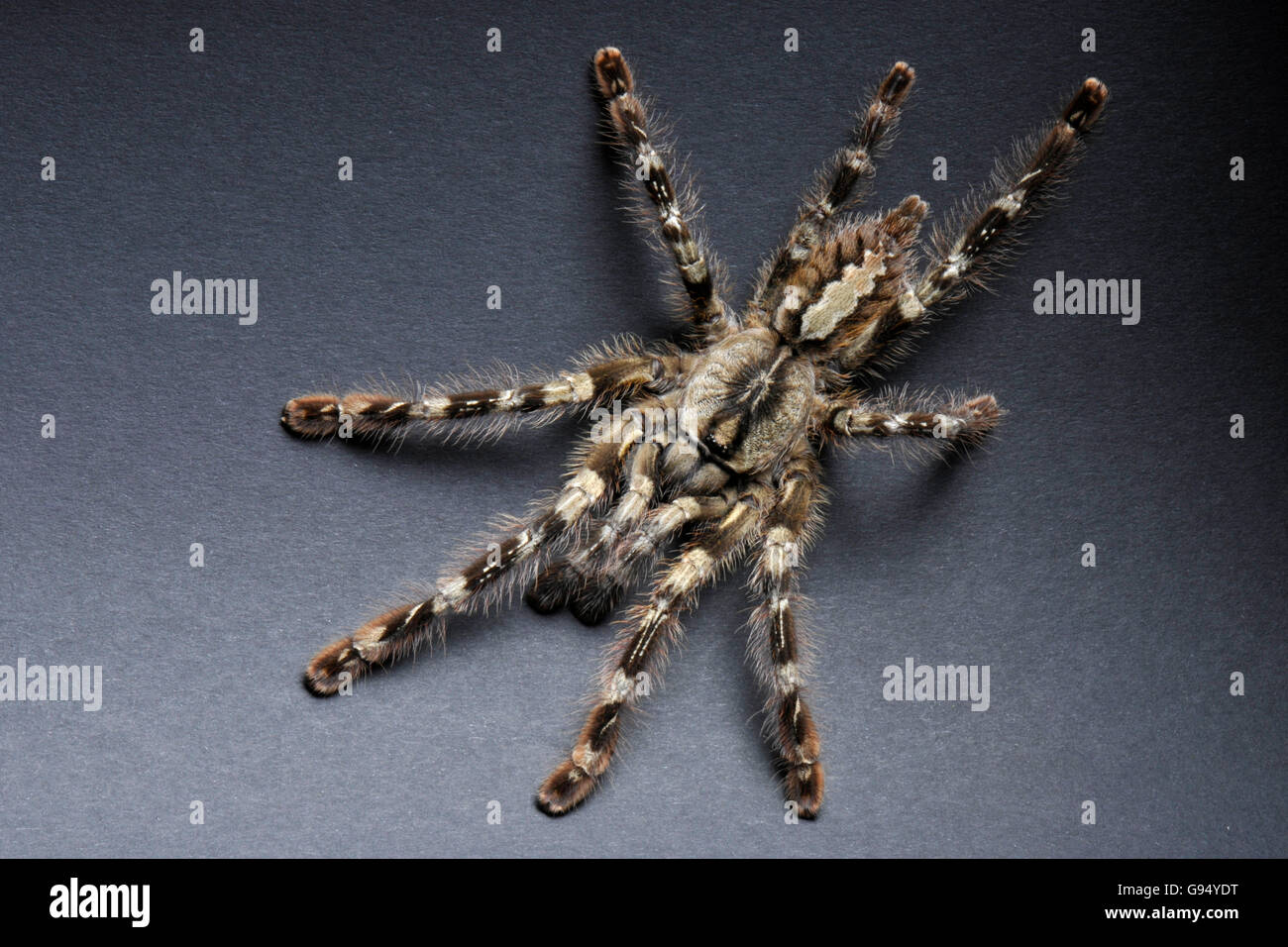 Indian Ornamental Tree Spider / (Poecilotheria regalis Stock Photo - Alamy