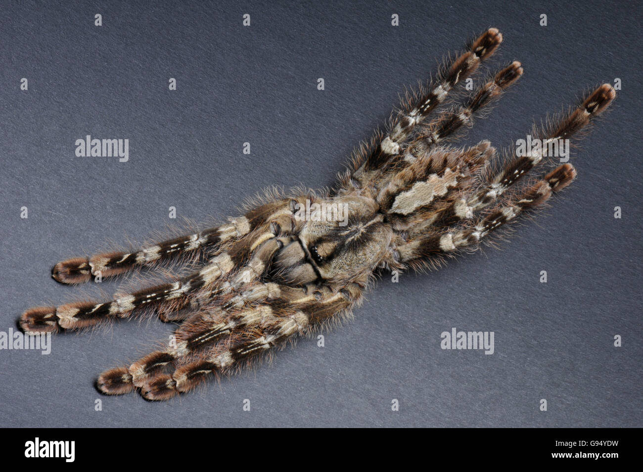 Indian Ornamental Tree Spider / (Poecilotheria regalis Stock Photo - Alamy