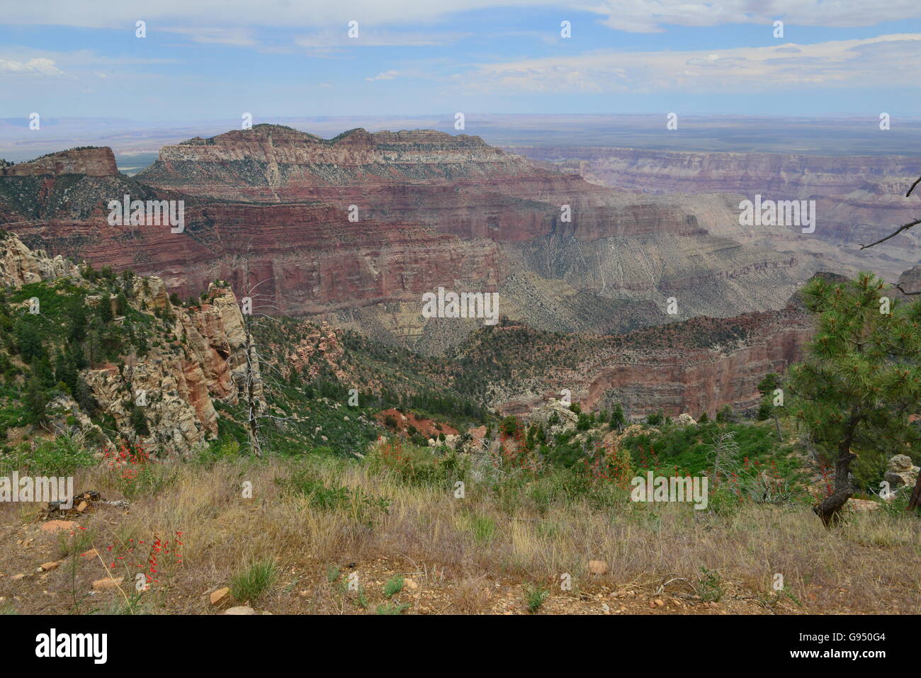 The North of the Grand Canyon in Arizona, America Stock Photo - Alamy