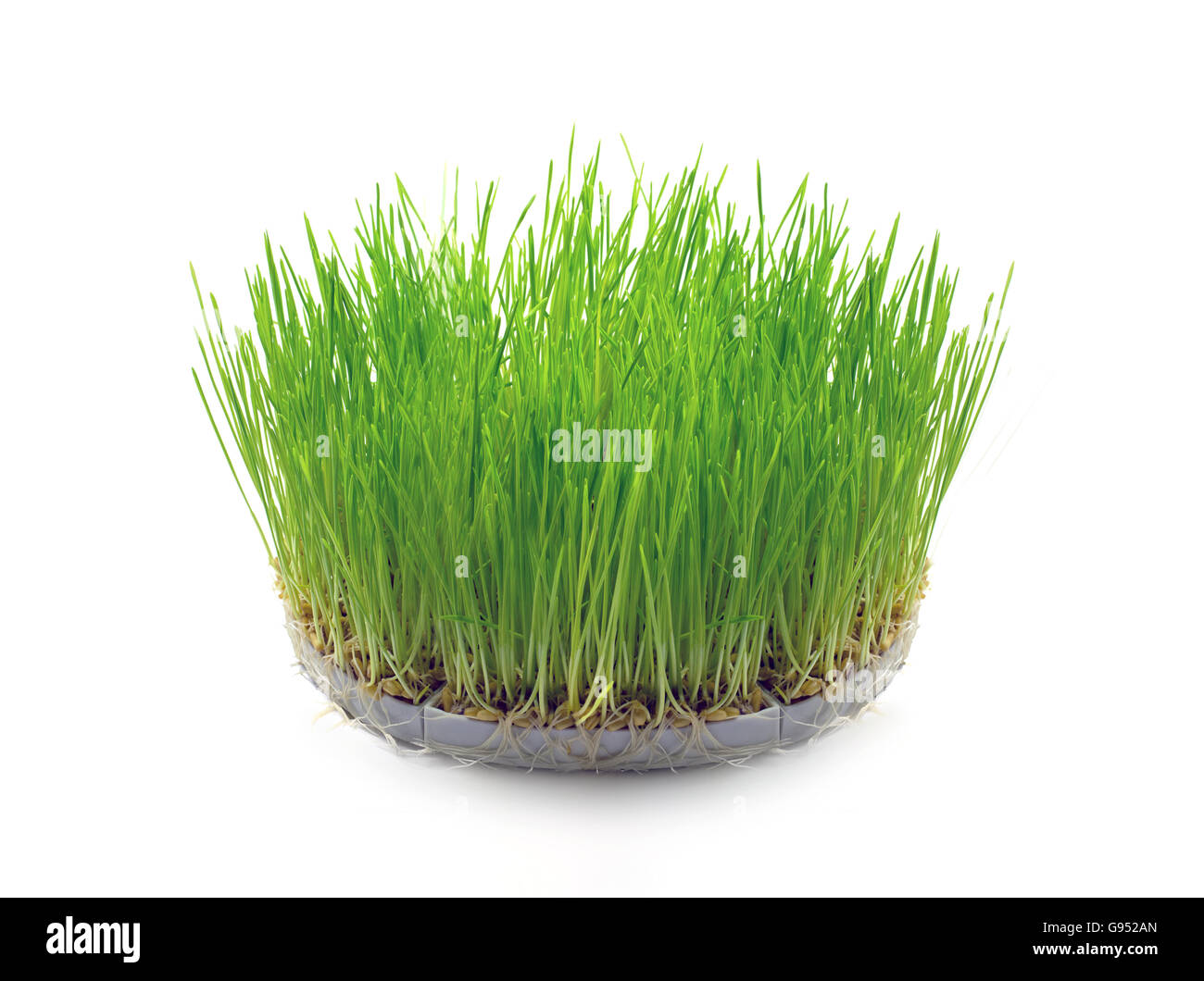 Barley seed germination hi-res stock photography and images - Alamy