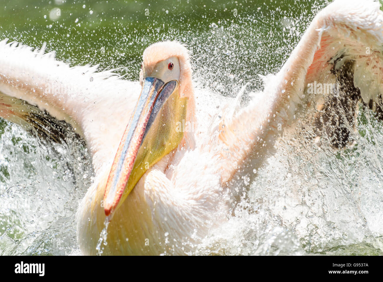 White Pelican Bird In Wilderness Delta Water Stock Photo - Alamy