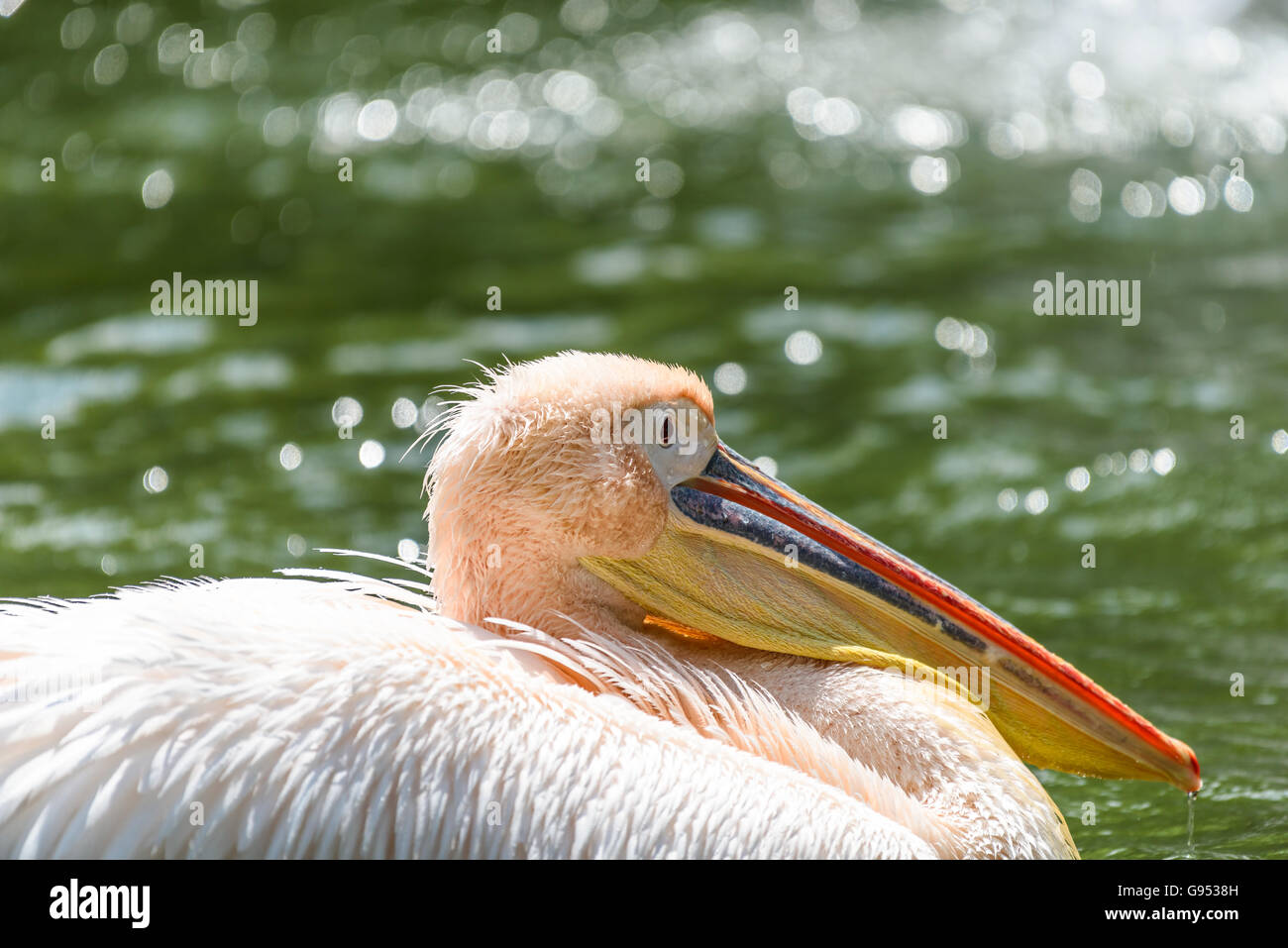 White Pelican Bird In Wilderness Delta Water Stock Photo - Alamy