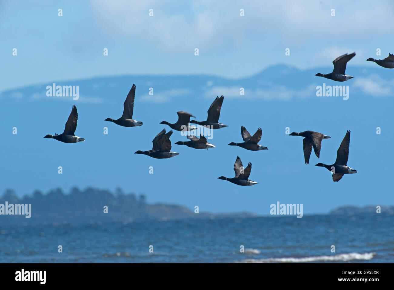 Coastal migration theory hi-res stock photography and images - Alamy