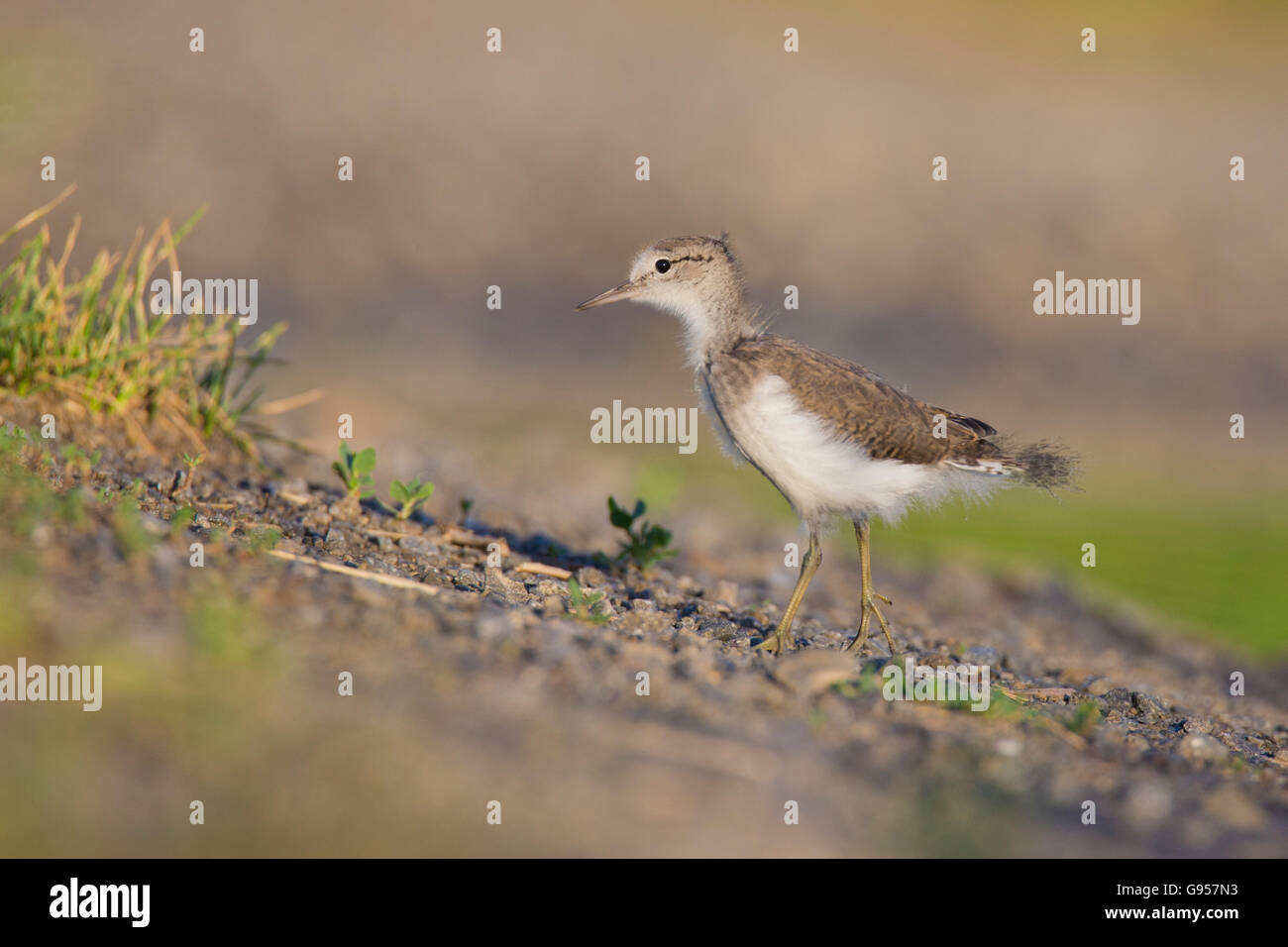 Baby spotted sandpiper (Actitis macularius syn. Actitis macularia Stock ...