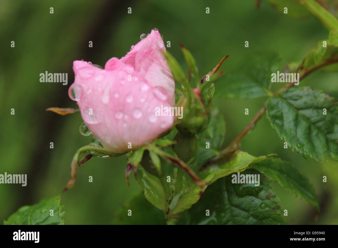 A single, perfect, pale pink, wild rose, covered in raindrops Stock ...