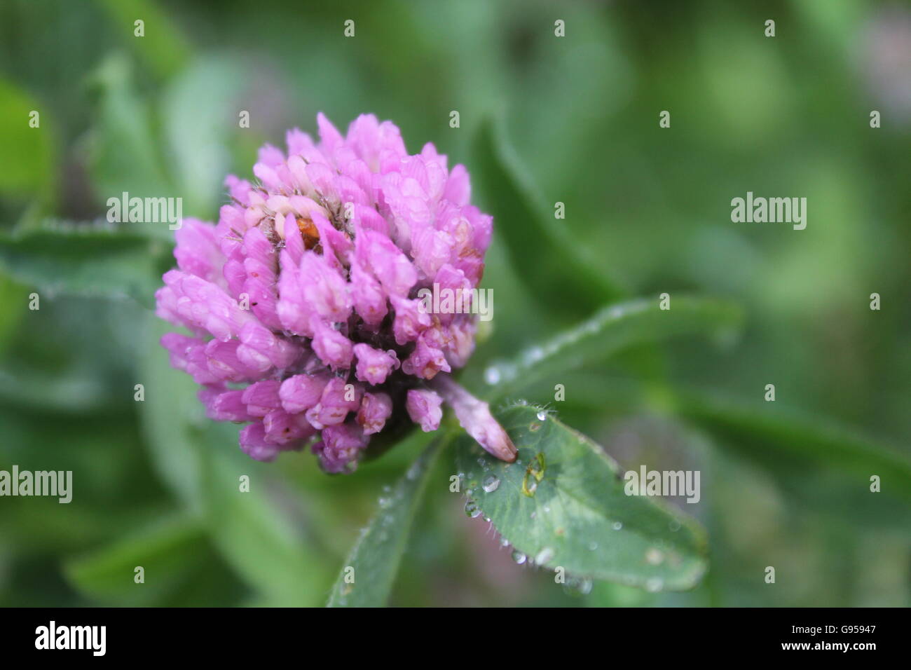 British, purple, wild clover, covered in raindrops Stock Photo - Alamy