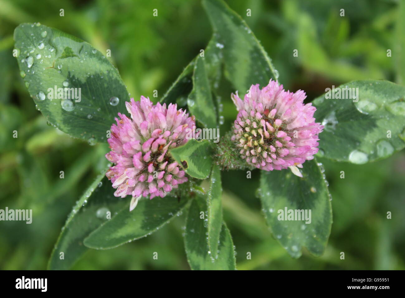 British, purple, wild clover, covered in raindrops Stock Photo - Alamy