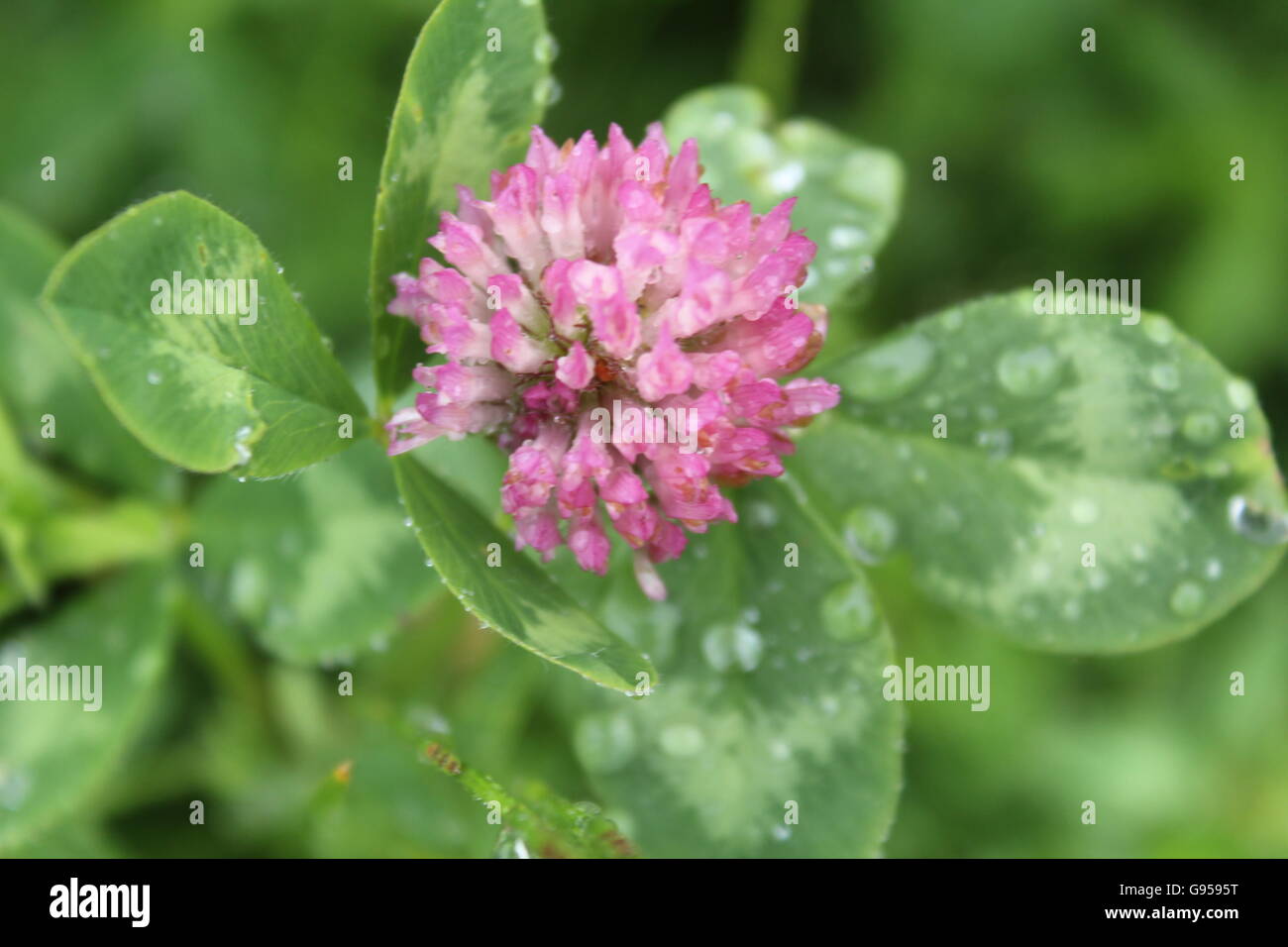 British, purple, wild clover, covered in raindrops Stock Photo - Alamy