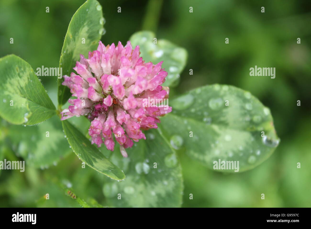 British, purple, wild clover, covered in raindrops Stock Photo - Alamy