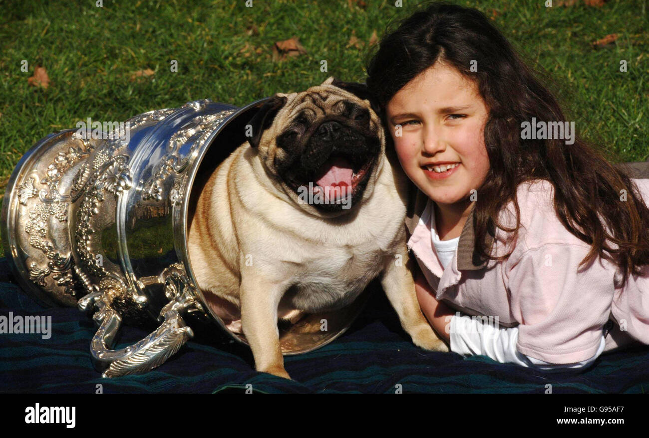 With stanley the chinese pug hi-res stock photography and images - Alamy