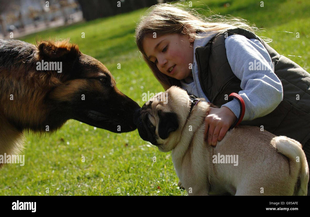With stanley the chinese pug hi-res stock photography and images - Alamy