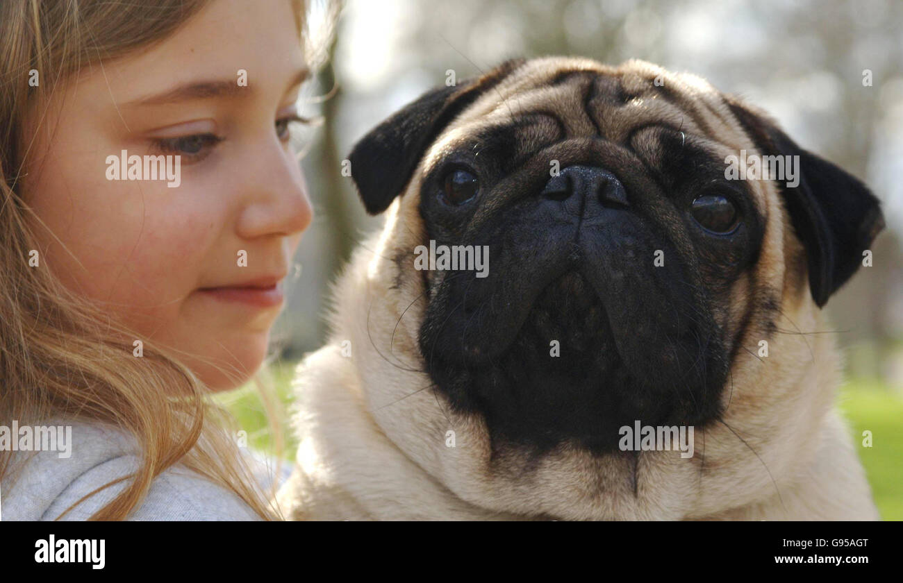 With stanley the chinese pug hi-res stock photography and images - Alamy