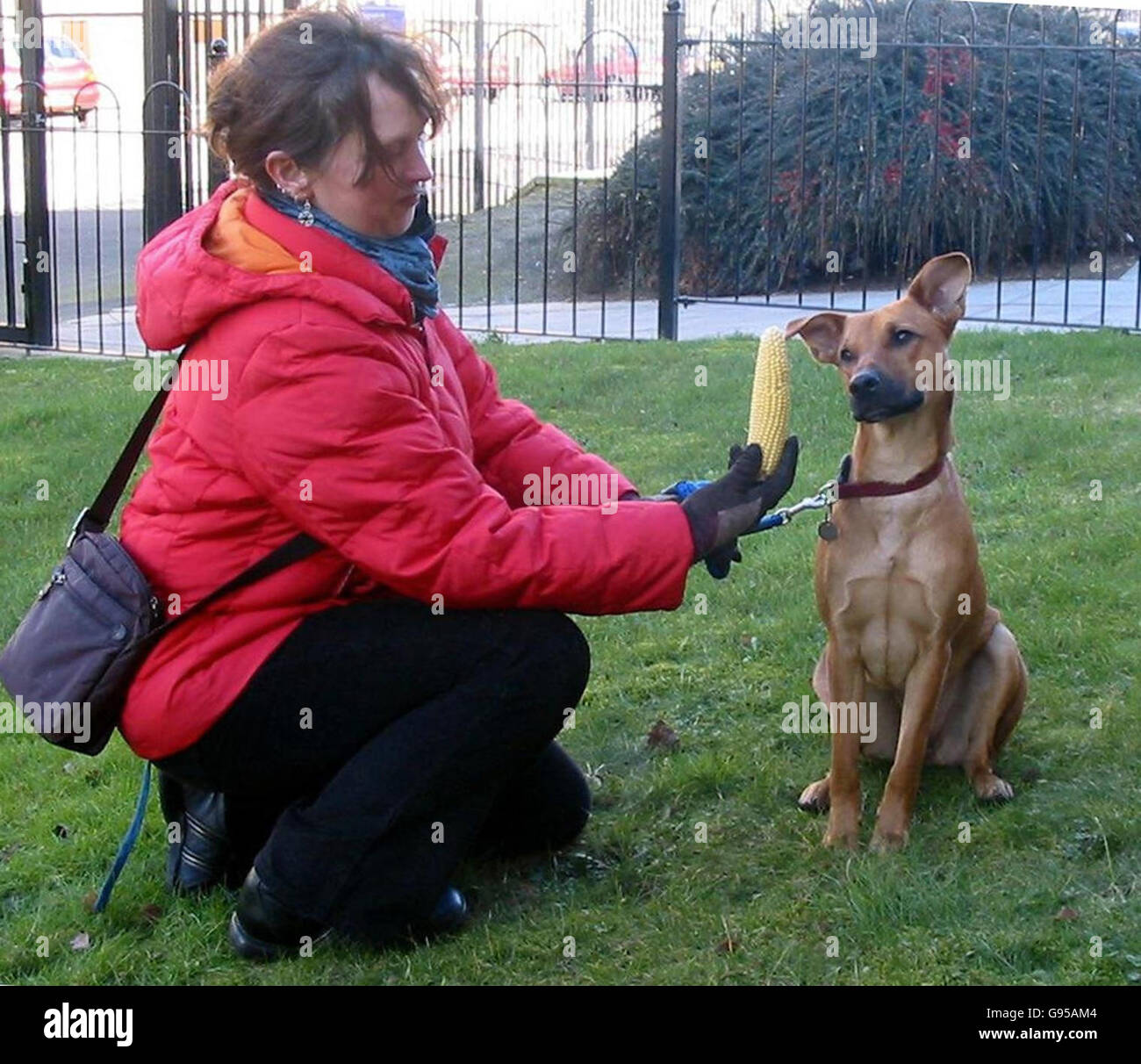 Greedy dog hi-res stock photography and images - Alamy