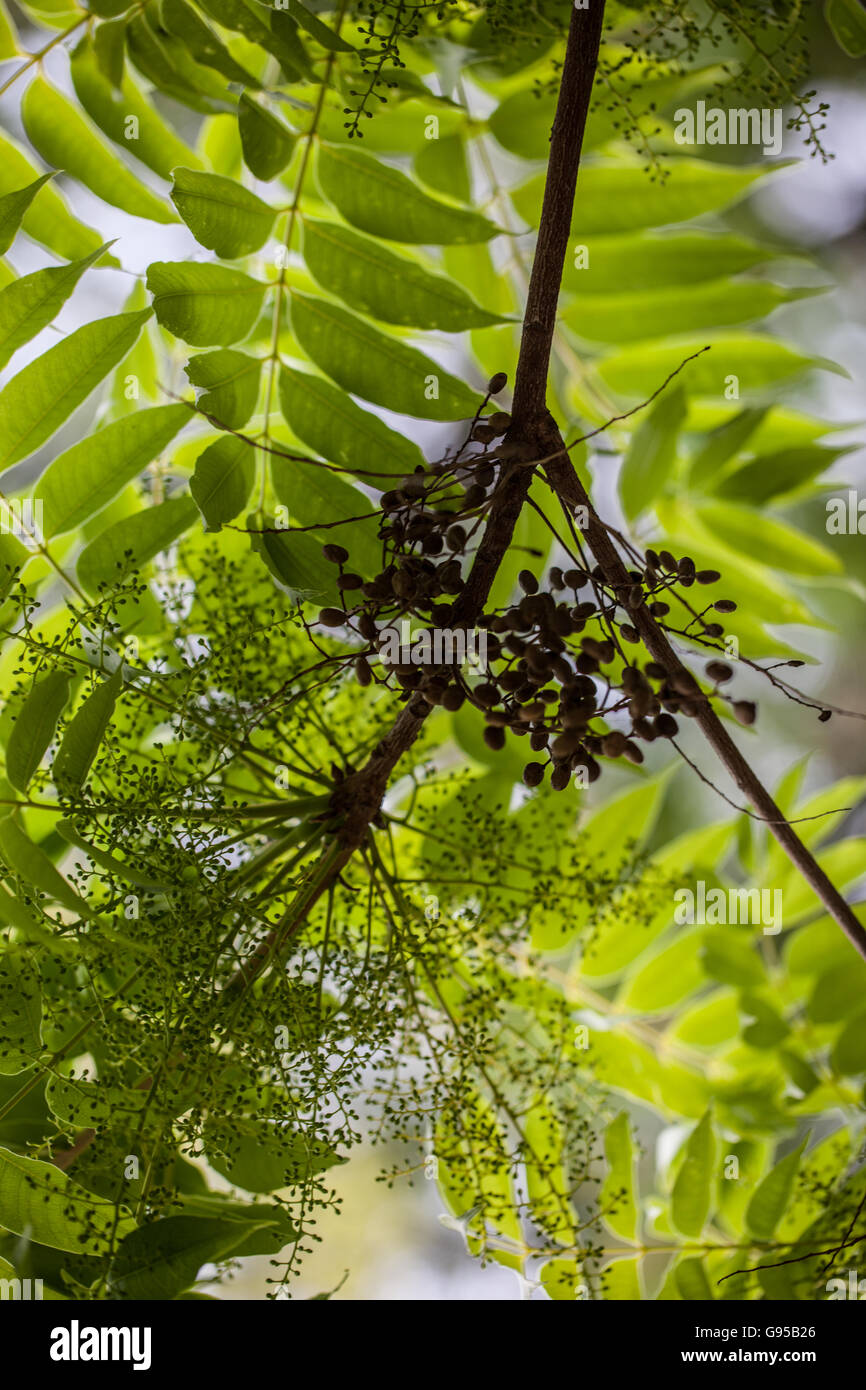 Rhus toxicodendron hi-res stock photography and images - Alamy
