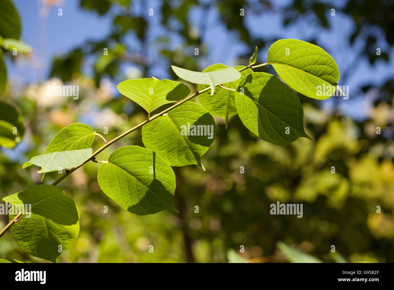 Biodiversity preservation hi-res stock photography and images - Alamy