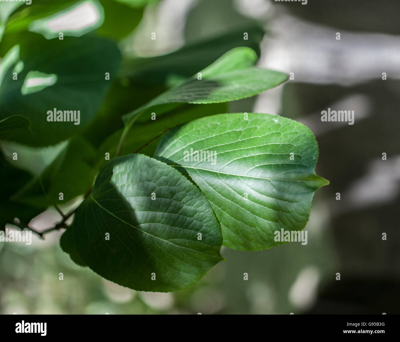Biodiversity preservation hi-res stock photography and images - Alamy