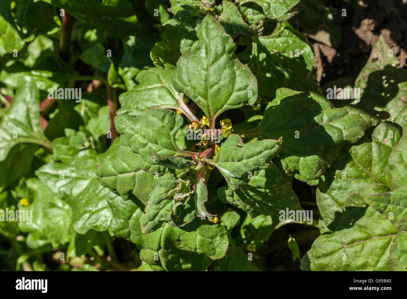 Tetragonia tetragonioides hi-res stock photography and images - Alamy