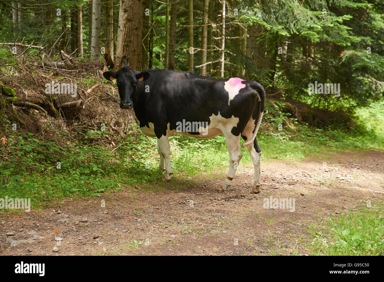 Cow in the forest Stock Photo - Alamy