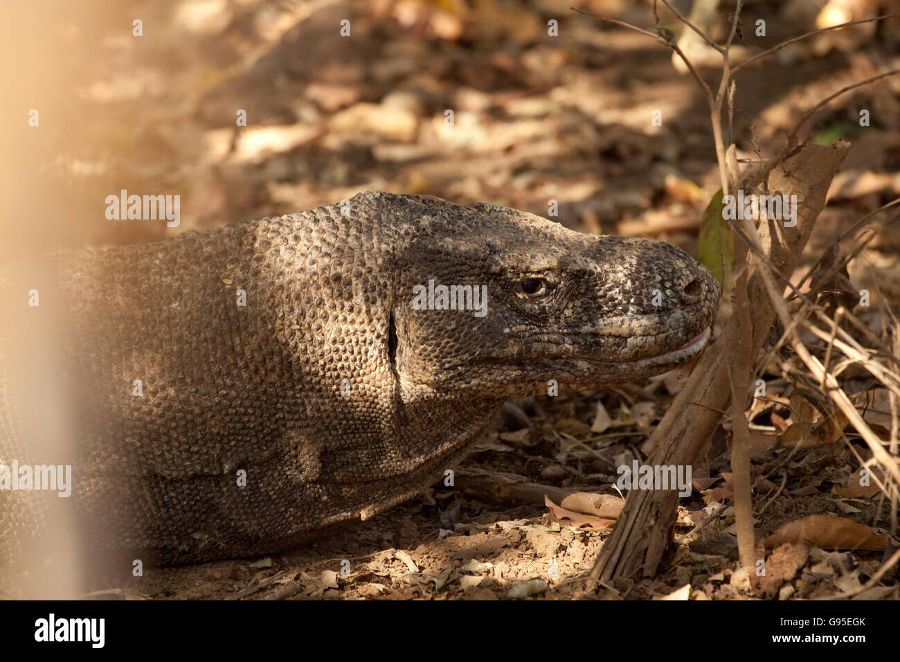 Komodo dragon biggest lizard at National Park. Indonesia Stock Photo ...