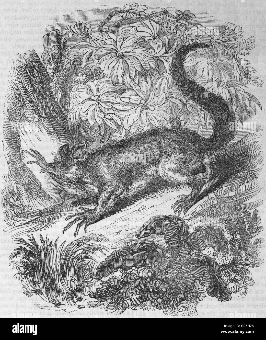 Aye Aye Finger High Resolution Stock Photography and Images - Alamy