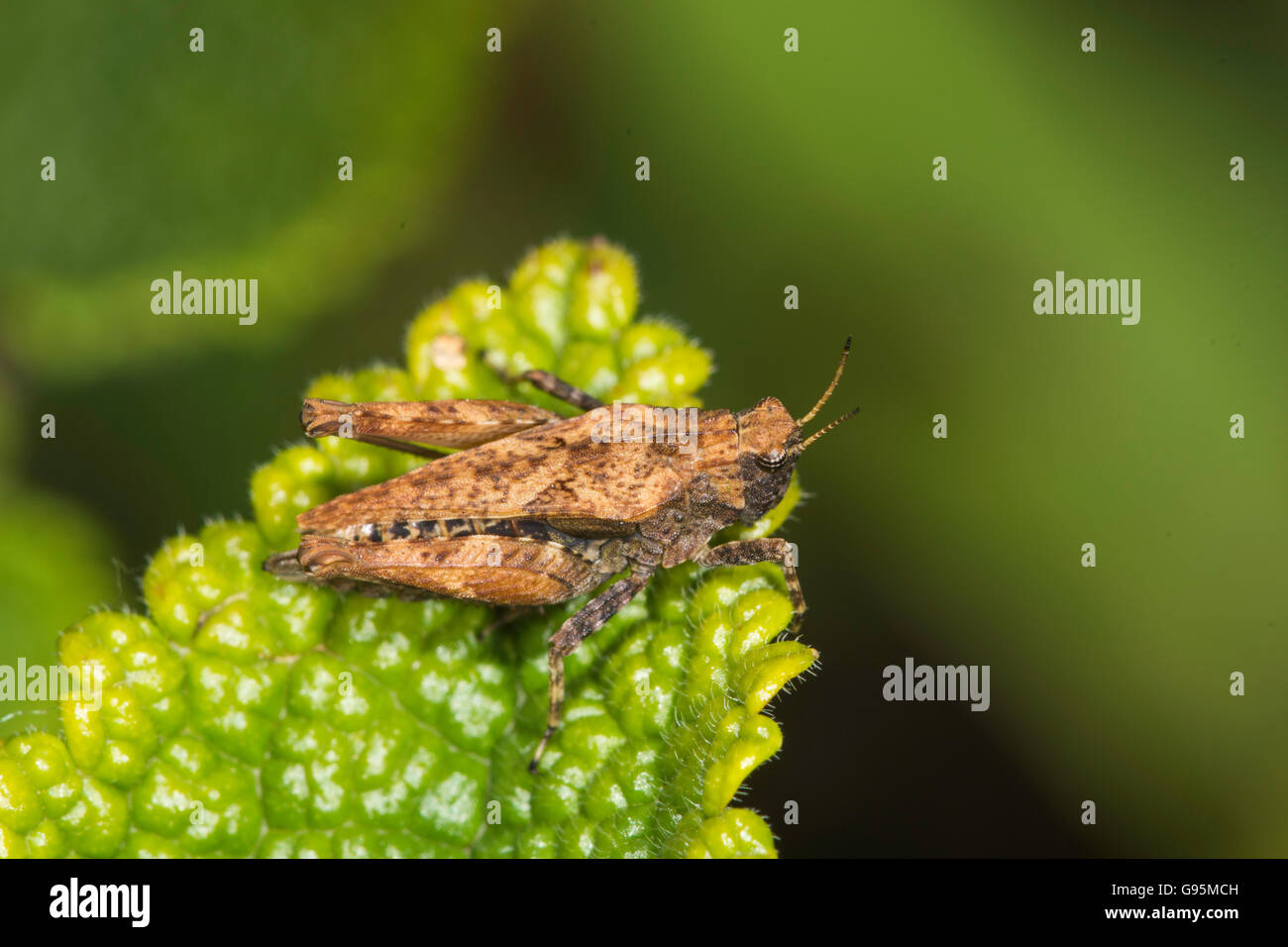 Common Ground Hopper on a leaf Stock Photo - Alamy