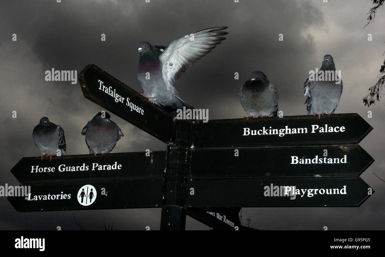 Gv pigeons hi-res stock photography and images - Alamy