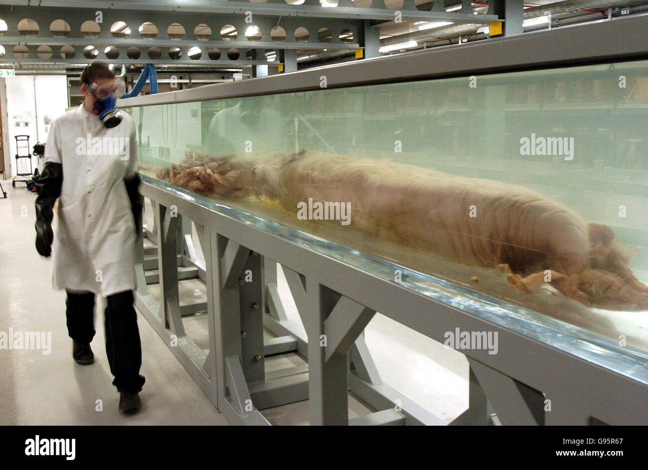 Colossal Squid Display