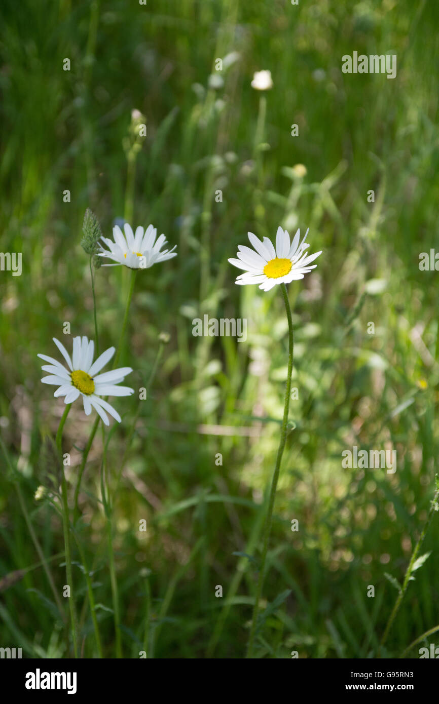 Daisies growing wild Stock Photo - Alamy