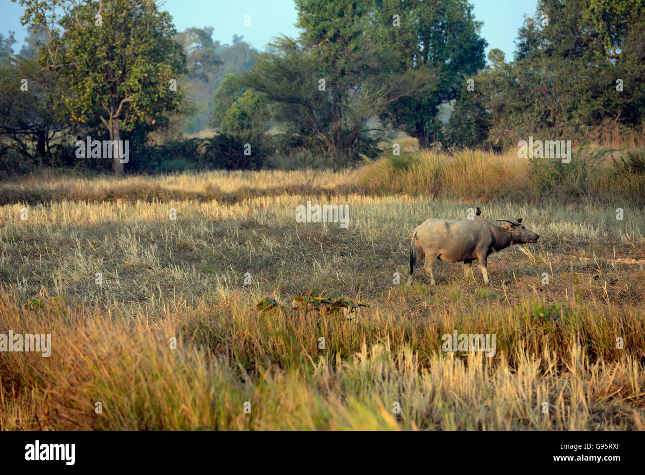 a buffalo near the city of Amnat Charoen in the Provinz Amnat Charoen ...